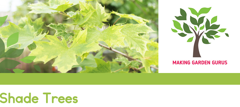 Shade Trees – Art Knapp of Kamloops