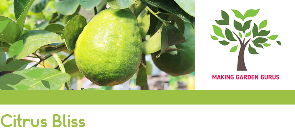 Citrus Bliss – Art Knapp of Kamloops